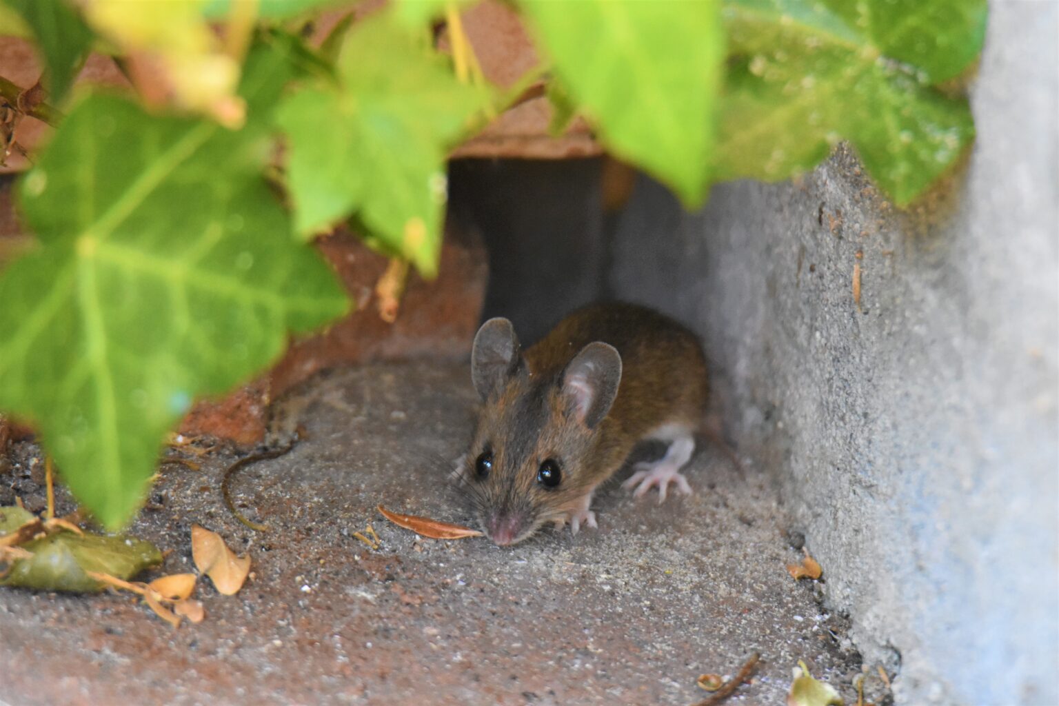 Souris dans les murs : comment les repérer, s’en débarrasser et éviter ...